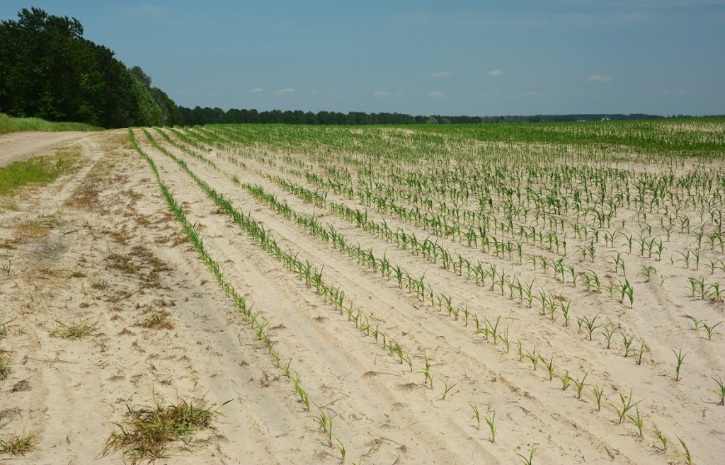 How to improve the properties of sandy soils | Cropaia – Farmwatch