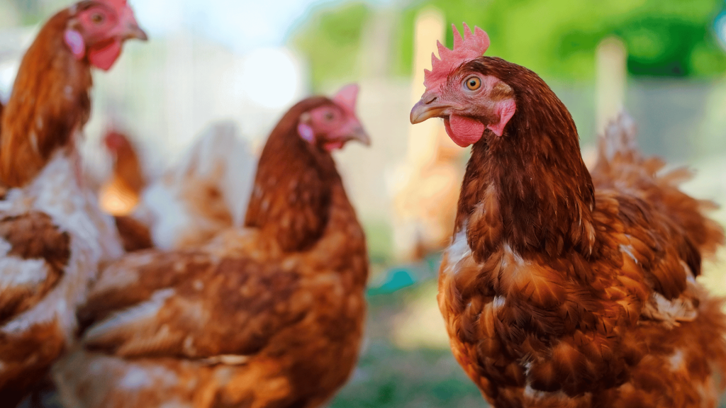 Enhancing Poultry Packaging Standards for Consumer Safety – Farming ...